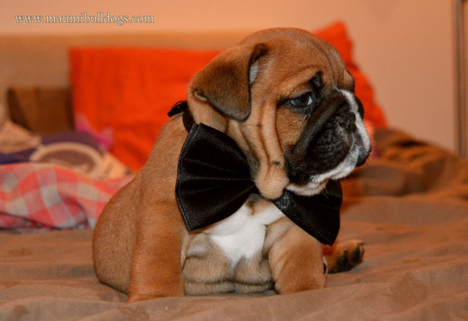 ***Engleski Buldog štene - English Bulldog***