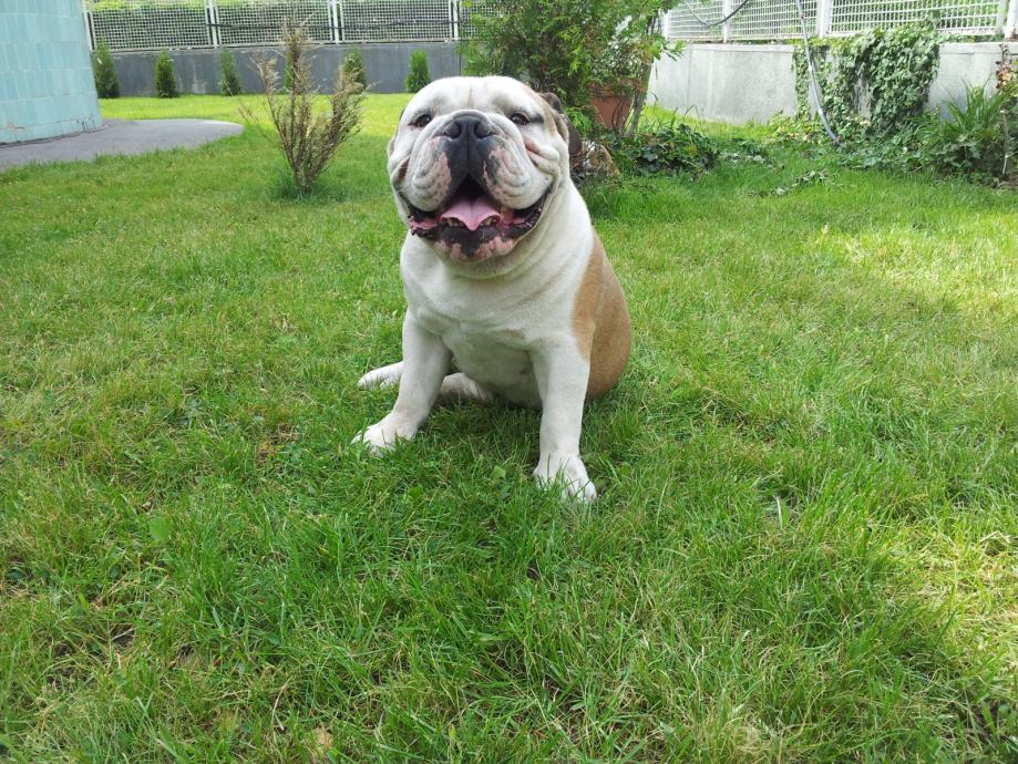 Engleski bulldog (buldog)