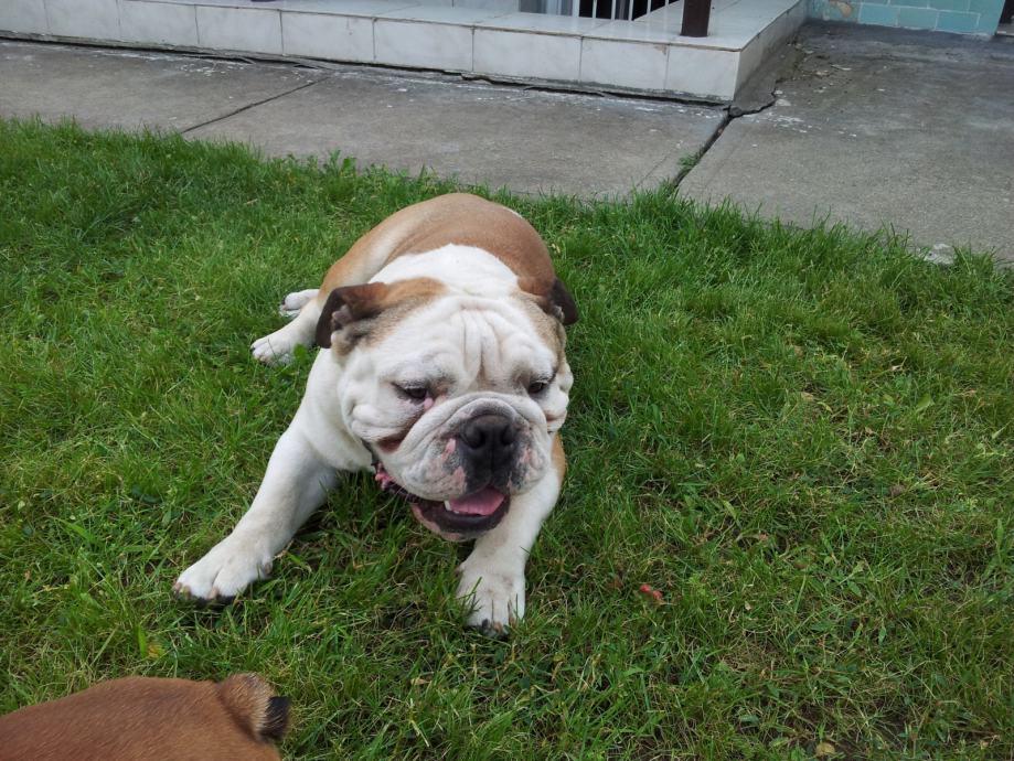 Engleski bulldog (buldog)