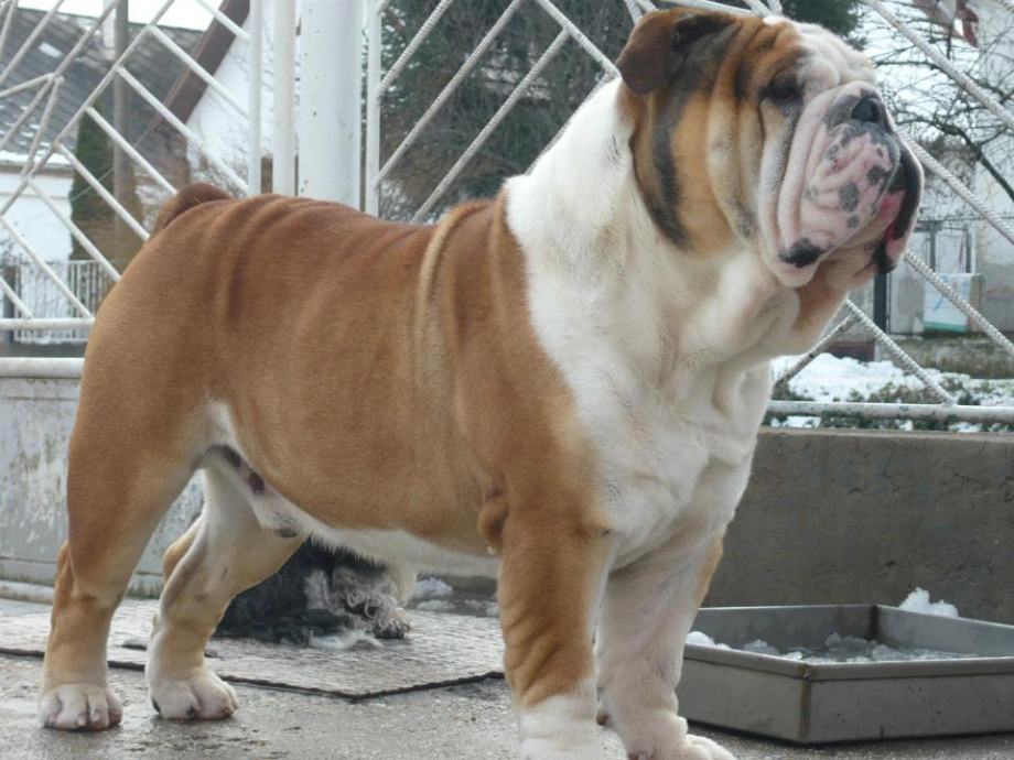 Engleski bulldog (buldog)