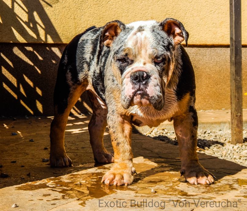 Engleski bulldog / exotic bulldog