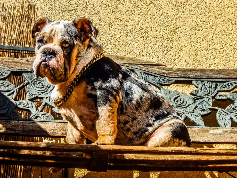 Engleski bulldog / exotic bulldog