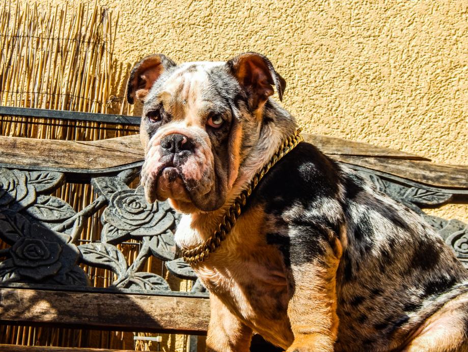 Engleski bulldog / exotic bulldog