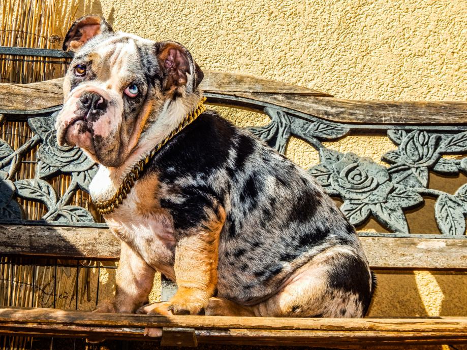 Engleski bulldog / exotic bulldog