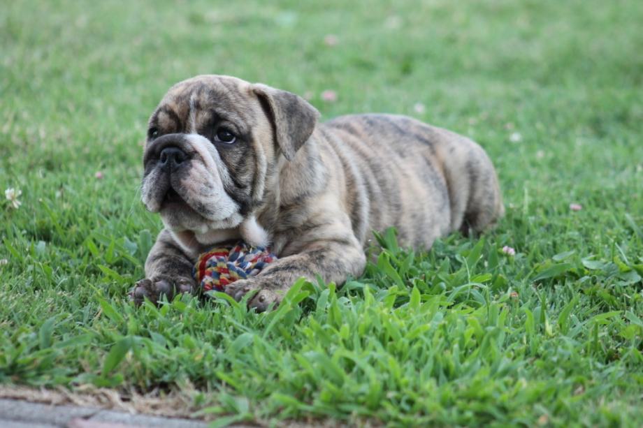 Engleski bulldog