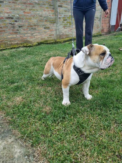 Engleski bulldog