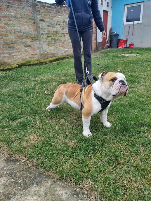 Engleski bulldog