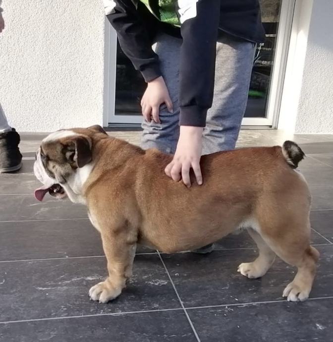 Engleski bulldog poklanjam