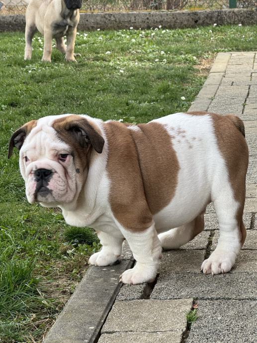 Engleski bulldog