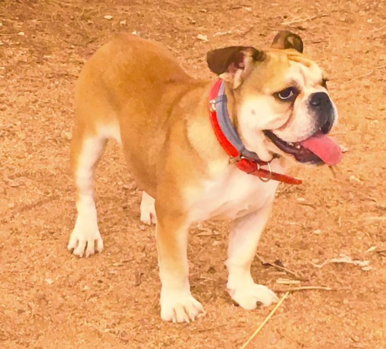 engleski bulldog