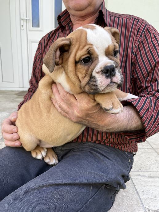 Engleski bulldog stenci