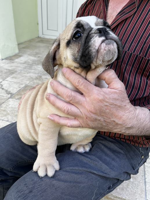 Engleski bulldog stenci