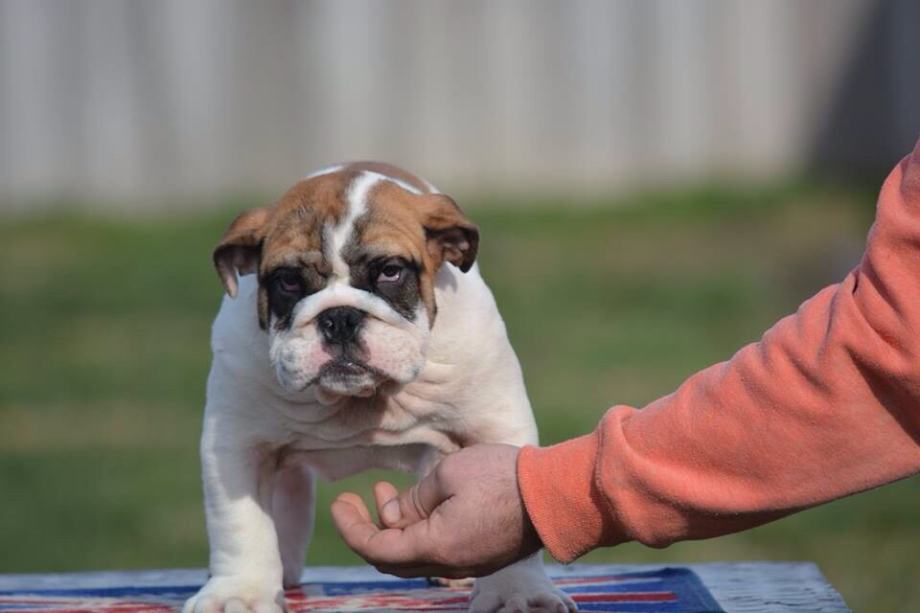 Engleski Buldog štene - English Bulldog