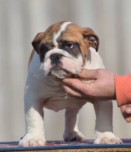 Engleski Buldog štene - English Bulldog