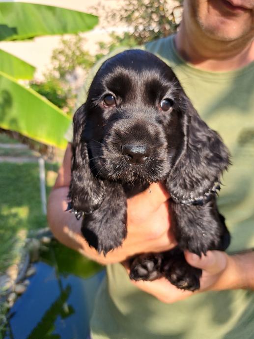 Engleski koker španijel 1 žensko štene!