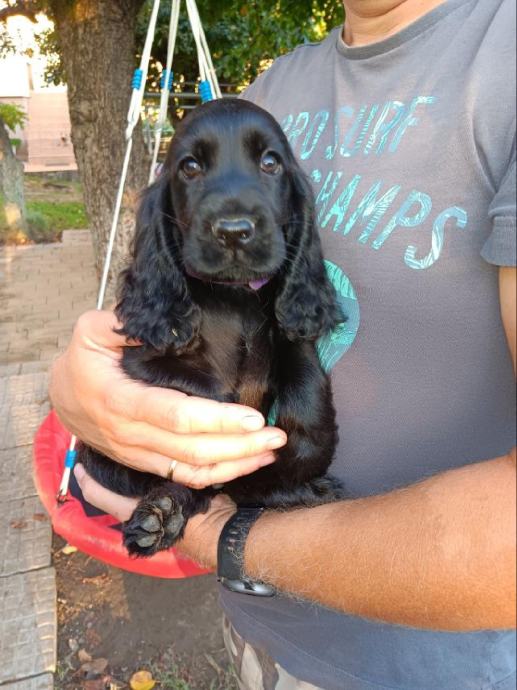 Engleski koker španijel 1 žensko štene!