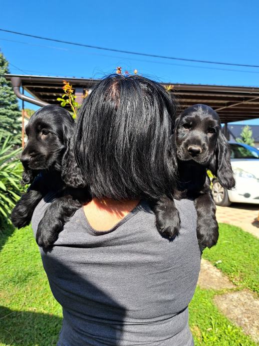 Engleski koker španijel 1 žensko štene!