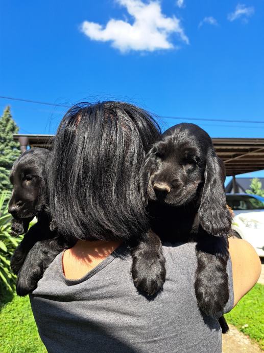 Engleski koker španijel 1 žensko štene!