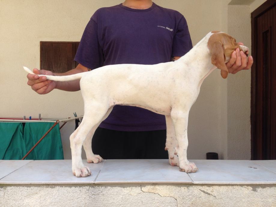 ENGLESKI POINTER STENCI