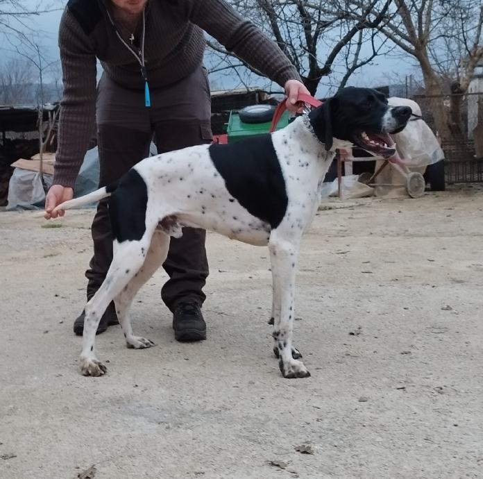 Engleski Pointer POENTER