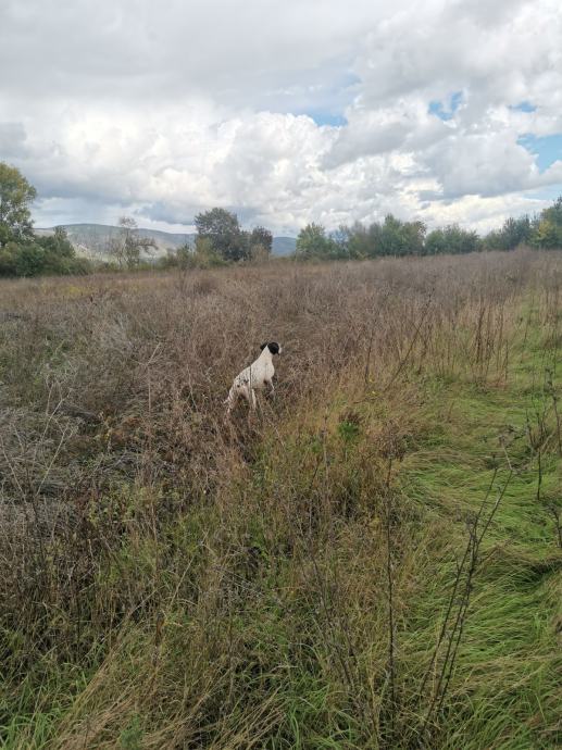 Engleski Pticar Pointer