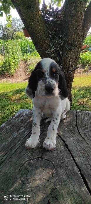 ENGLESKI SETER ŠTENCI