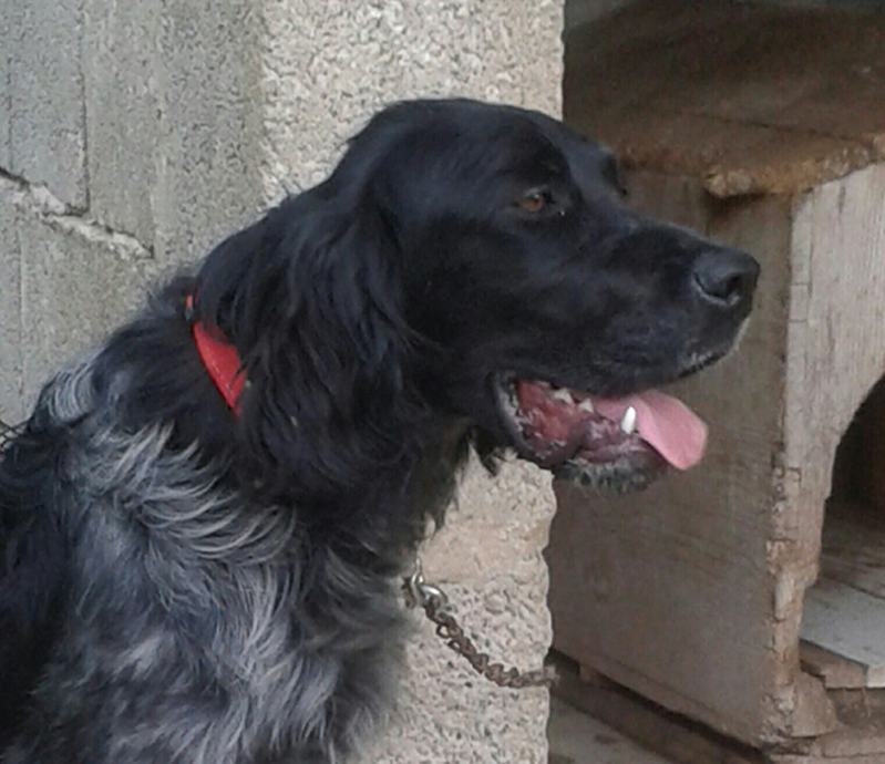 ENGLESKI SETER-STENCI