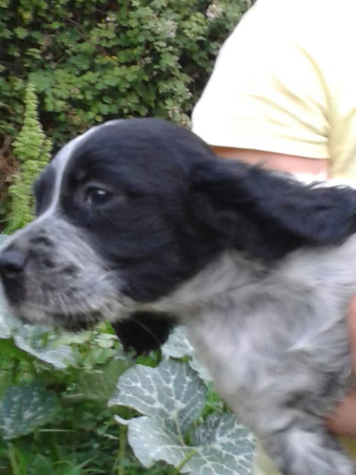 ENGLESKI SETER-STENCI