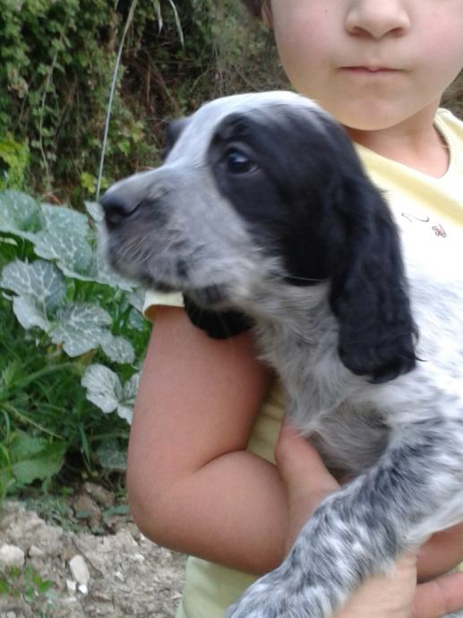 ENGLESKI SETER-STENCI