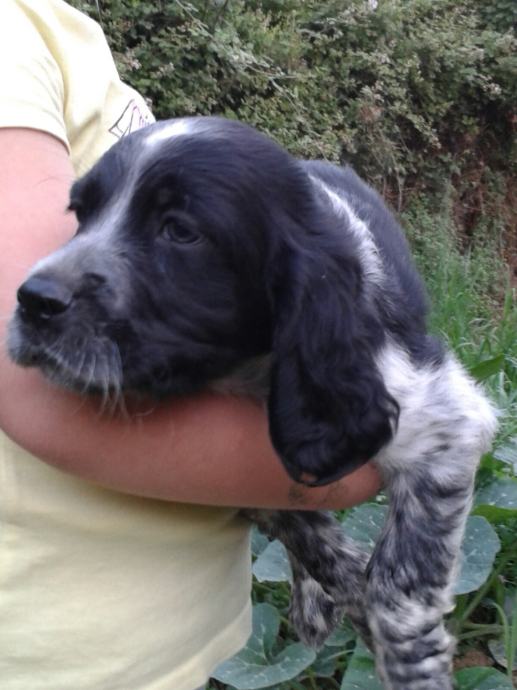 ENGLESKI SETER-STENCI