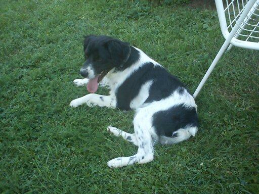 Epanjel Breton crno bijeli