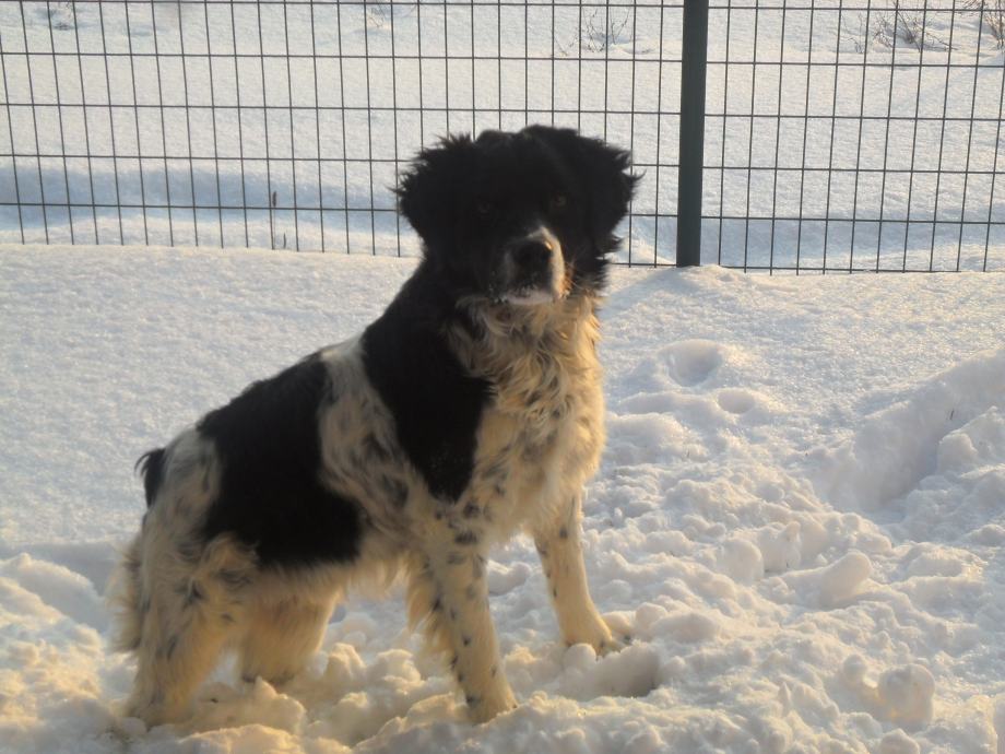 Epanjel Breton crno bijeli