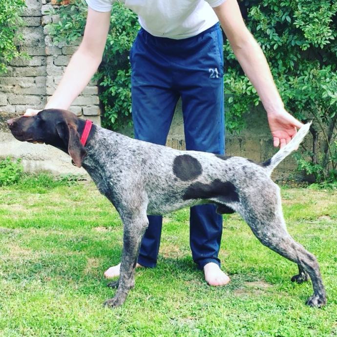 Njemački kratkodlaki ptičar