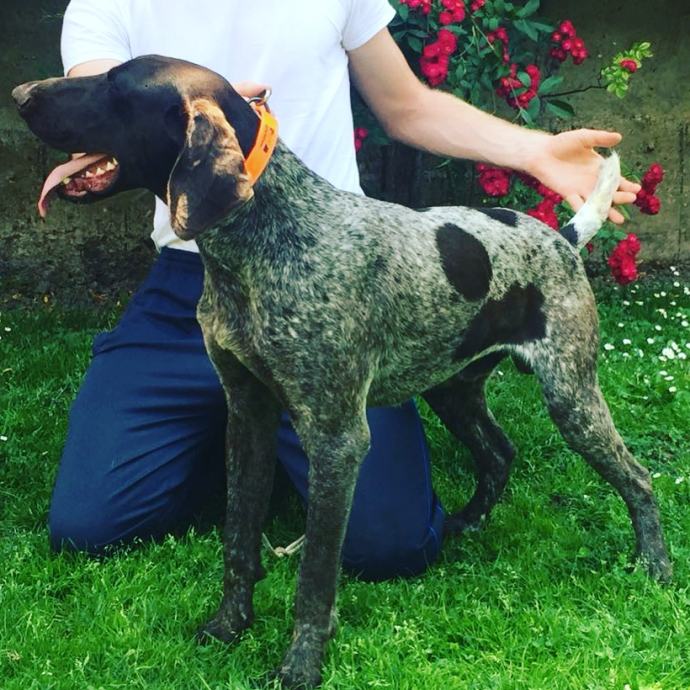 Njemački kratkodlaki ptičar