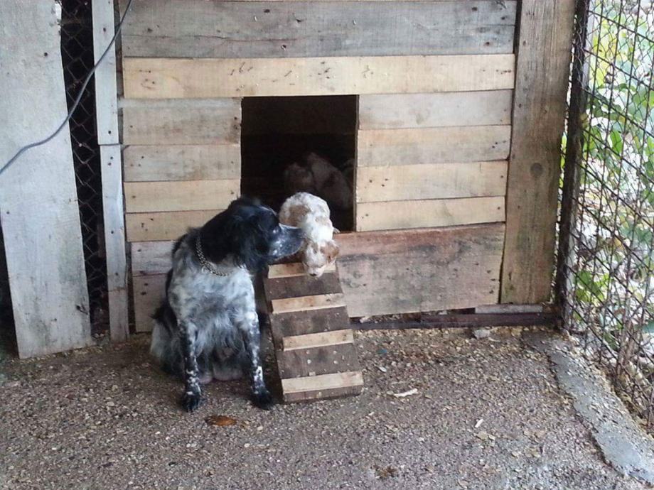 Epanjel breton štene