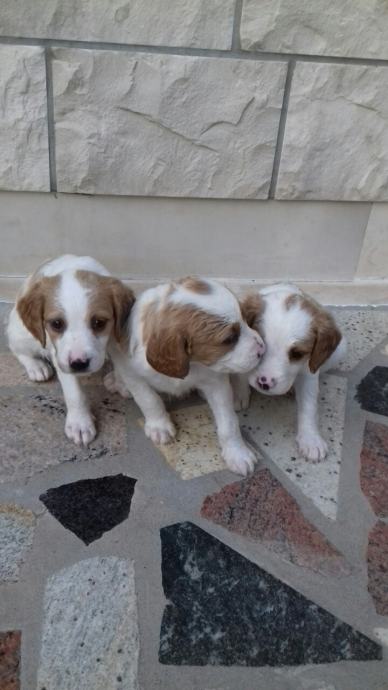 Epanjel Breton ( Bretonac)