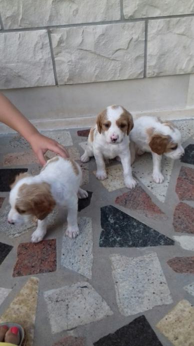 Epanjel Breton ( Bretonac)