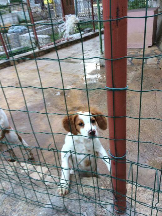 Epanjel Breton ( Bretonac)