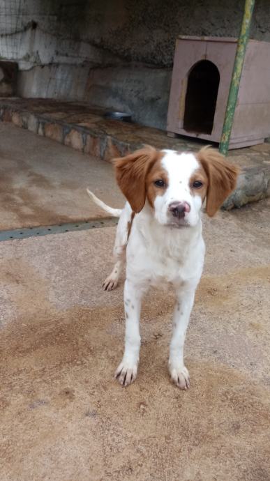 Epanjel Breton ( Bretonac)