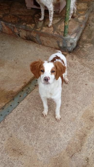 Epanjel Breton ( Bretonac)