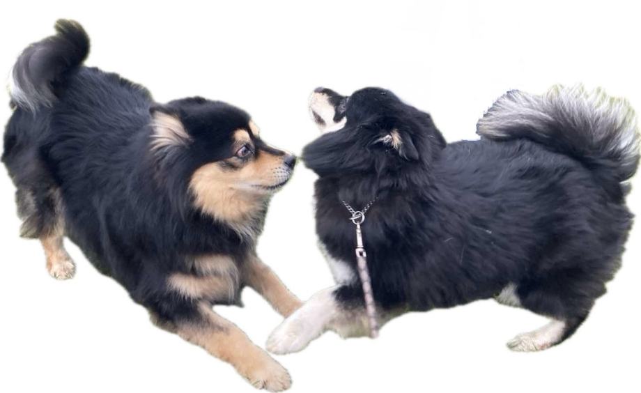 Finnish lapphund - finski laponski pas - štenci