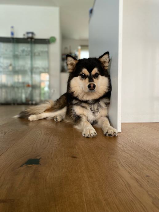 Finnish lapphund - finski laponski pas - štenci