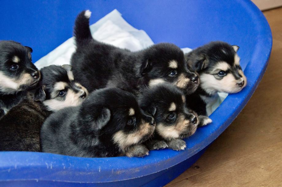 Finnish lapphund - finski laponski pas - štenci