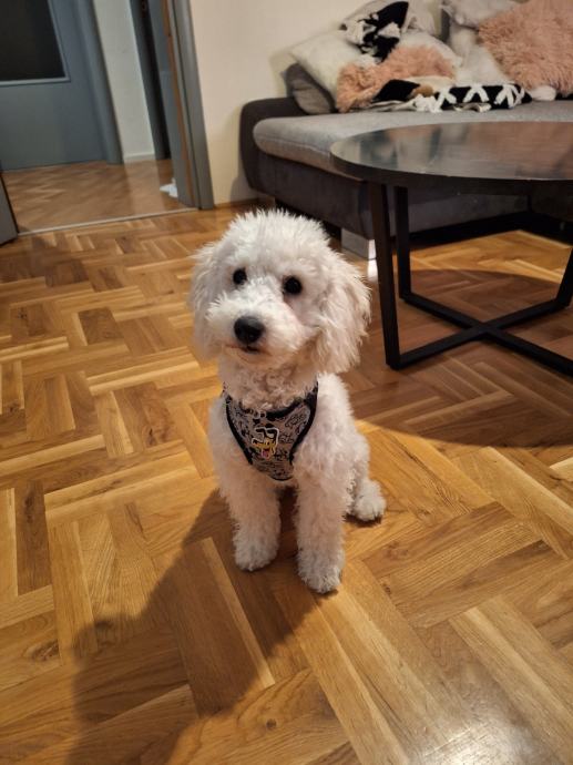 Francuska Mini Pudla