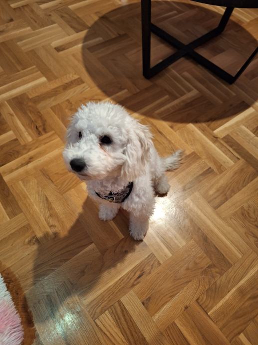 Francuska mini pudla