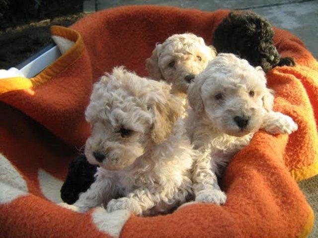 Francuske patuljaste i toj pudlice