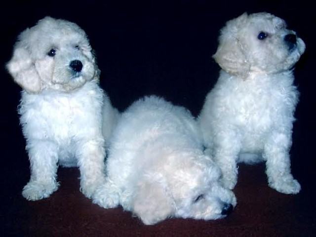 Francuske patuljaste i toj pudlice