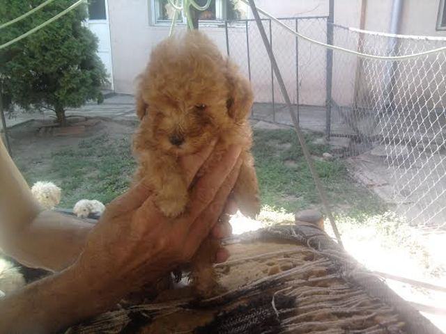 Francuske patuljaste i toj pudlice