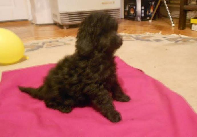 Francuske patuljaste i toj pudlice