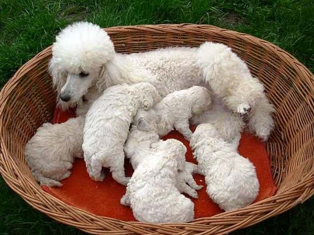 Francuske patuljaste i toy pudlice